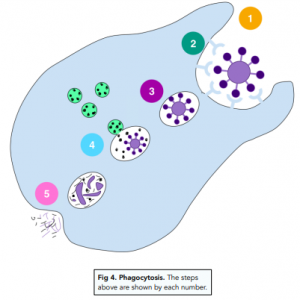 The Immune System - The Immune System and Phagocytosis (GCSE Biology ...