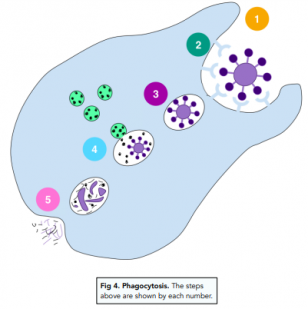 The Immune System - The Immune System and Phagocytosis (GCSE Biology ...