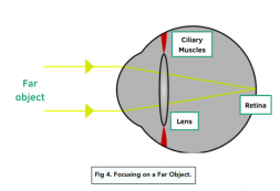 The Eye - The Eye: Its Responses - (GCSE Biology) - Study Mind