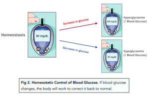 Homeostasis - An Introduction (GCSE Biology) - Study Mind