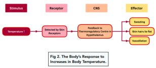 Homeostasis - Increasing and Decreasing Body Temperature (GCSE Biology ...