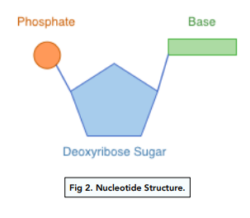 DNA - Its Structure (GCSE Biology) - Study Mind