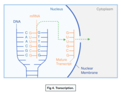 DNA - Protein Synthesis: Translation (GCSE Biology) - Study Mind