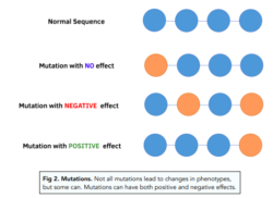 Variation - Variation and Its Causes (GCSE Biology) - Study Mind