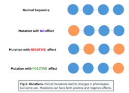 Variation - Variation and Its Causes (GCSE Biology) - Study Mind