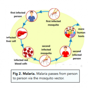 Types of Diseases - Fungal and Protist Diseases (GCSE Biology) - Study Mind