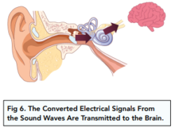The Ear (GCSE Physics) - Study Mind