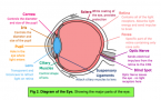 The Eye - An Introduction (GCSE Biology) - Study Mind