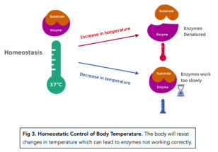 Homeostasis - An Introduction (GCSE Biology) - Study Mind