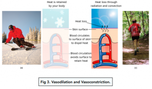 Homeostasis - Increasing and Decreasing Body Temperature (GCSE Biology ...