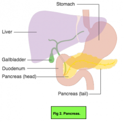 Control of Blood Glucose Concentration - Blood Glucose Homeostasis ...