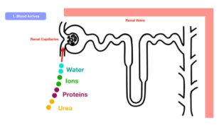 Osmoregulation & The Kidney - The Kidneys and Excretion (GCSE Biology ...