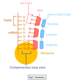 DNA - Protein Synthesis: Translation (GCSE Biology) - Study Mind