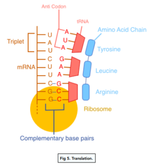 DNA - Protein Synthesis: Translation (GCSE Biology) - Study Mind