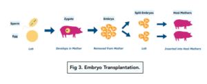 Variation - Cloning (GCSE Biology) - Study Mind