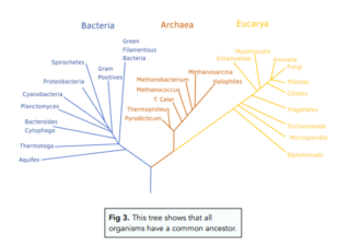 Fossils & Extinction - Evidence for Evolution: Fossils (GCSE Biology ...