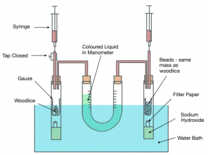 Aerobic Respiration - (GCSE Biology) - Study Mind
