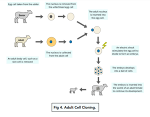 Variation - Cloning (GCSE Biology) - Study Mind