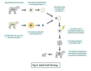 Variation - Cloning (GCSE Biology) - Study Mind