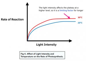 ᐉ What Is Photosynthesis: Limiting Factors, Equation, Diagram