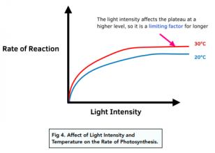 ᐉ What Is Photosynthesis: Limiting Factors, Equation, Diagram