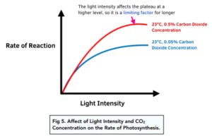 Photosynthesis: Limiting Factors Affecting the Rate of Photosynthesis ...