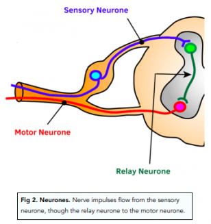 Structure & Function of Nervous System - Structures of the Nervous ...
