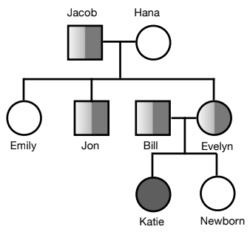 Inheritance - Genetic Diagrams (GCSE Biology) - Study Mind