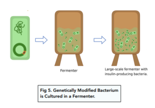Variation - Genetic Engineering (GCSE Biology) - Study Mind