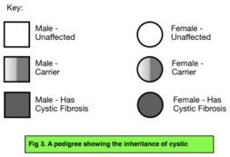 Inheritance - Genetic Diagrams (GCSE Biology) - Study Mind