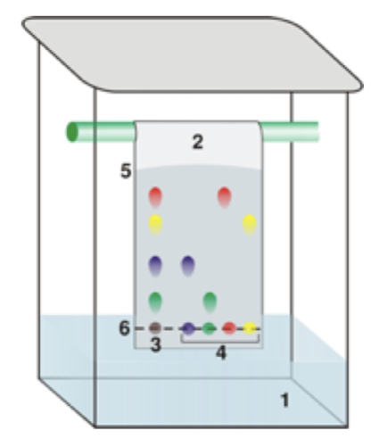 Paper Chromatography (GCSE Chemistry) - Study Mind