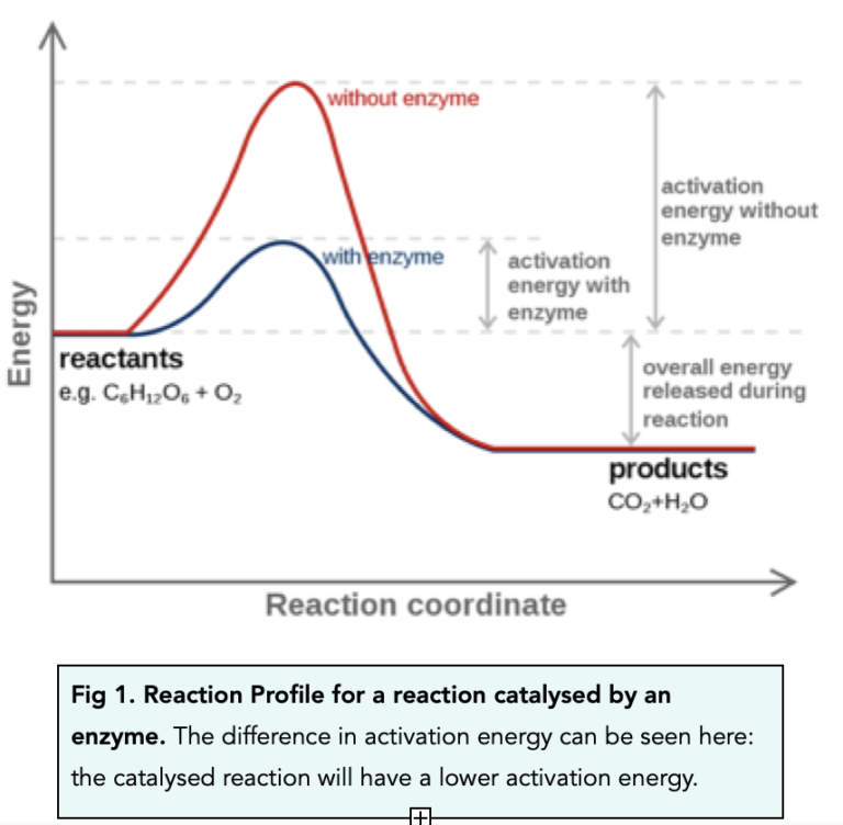 Catalysts (GCSE Chemistry) - Study Mind