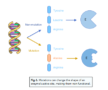 DNA - Mutations (GCSE Biology) - Study Mind