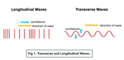Transverse vs Longitudinal Waves (GCSE Physics) - Study Mind