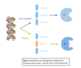 DNA - Mutations (GCSE Biology) - Study Mind