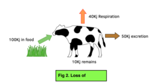 Organisation & Trophic Levels - Transfer of Biomass (GCSE Biology ...