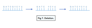 DNA - Mutations (GCSE Biology) - Study Mind