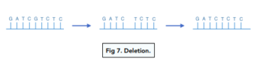 DNA - Mutations (GCSE Biology) - Study Mind