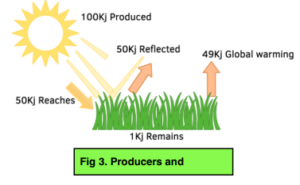 Organisation & Trophic Levels - Transfer of Biomass (GCSE Biology ...